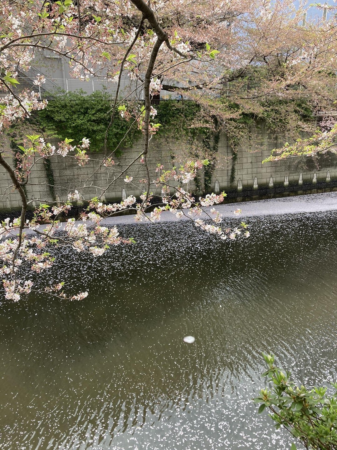 2023.04.05(水) 03:38 / ナナツキさんのモーメント | YAMAP / ヤマップ