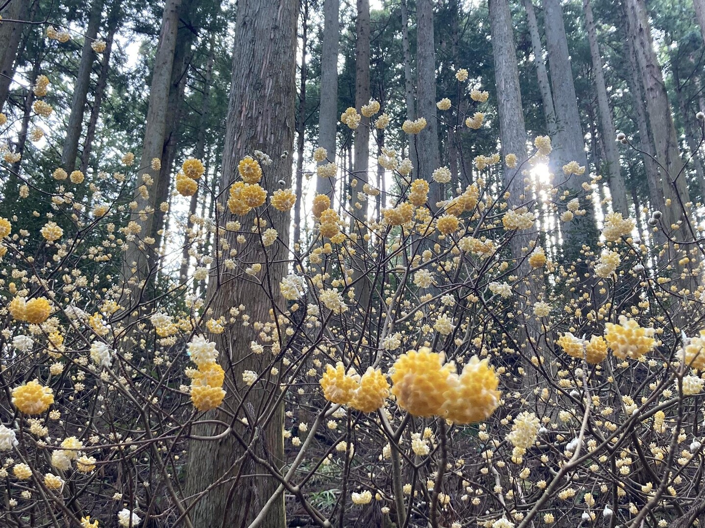 高畑山のミツマタ / kiyoppiさんの高室山の活動データ | YAMAP / ヤマップ
