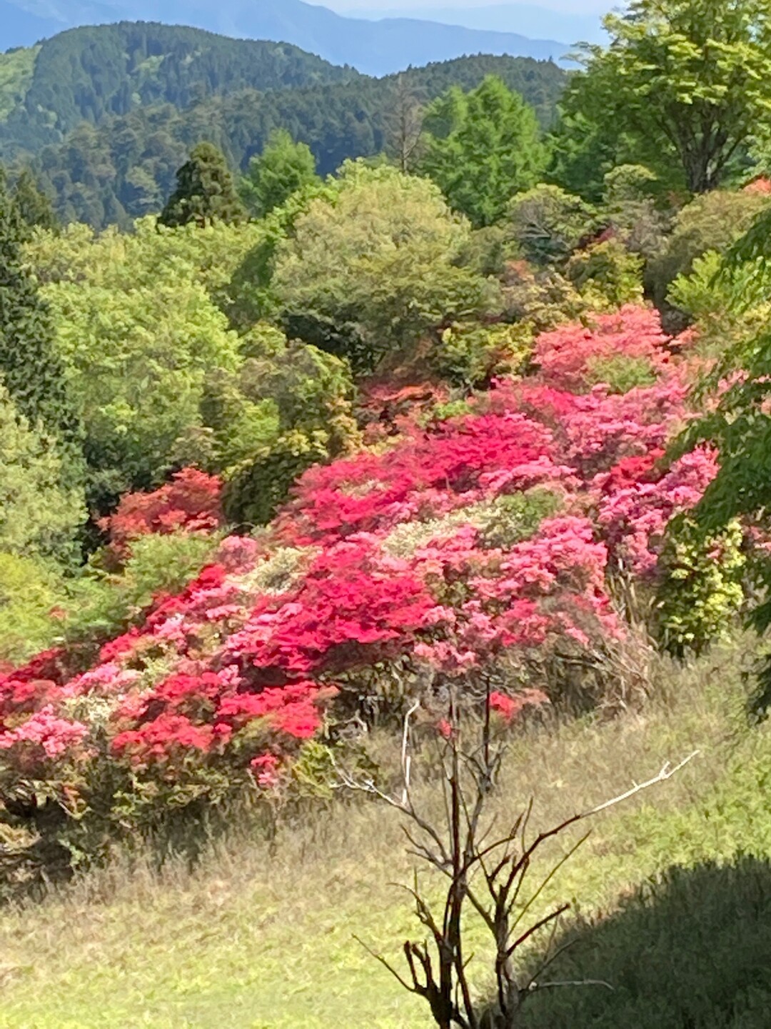 横高山・水井山 / madelineさんの京都一周トレイルの活動データ | YAMAP / ヤマップ