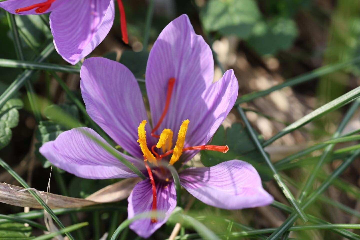 サフランが最盛期を迎えた 28日は22... / miippさんのモーメント | YAMAP / ヤマップ