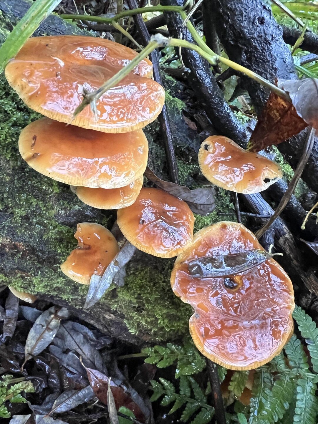 【ユキノシタ（雪下）】/（エノキタケ）も... / FUM!さんのモーメント | YAMAP / ヤマップ