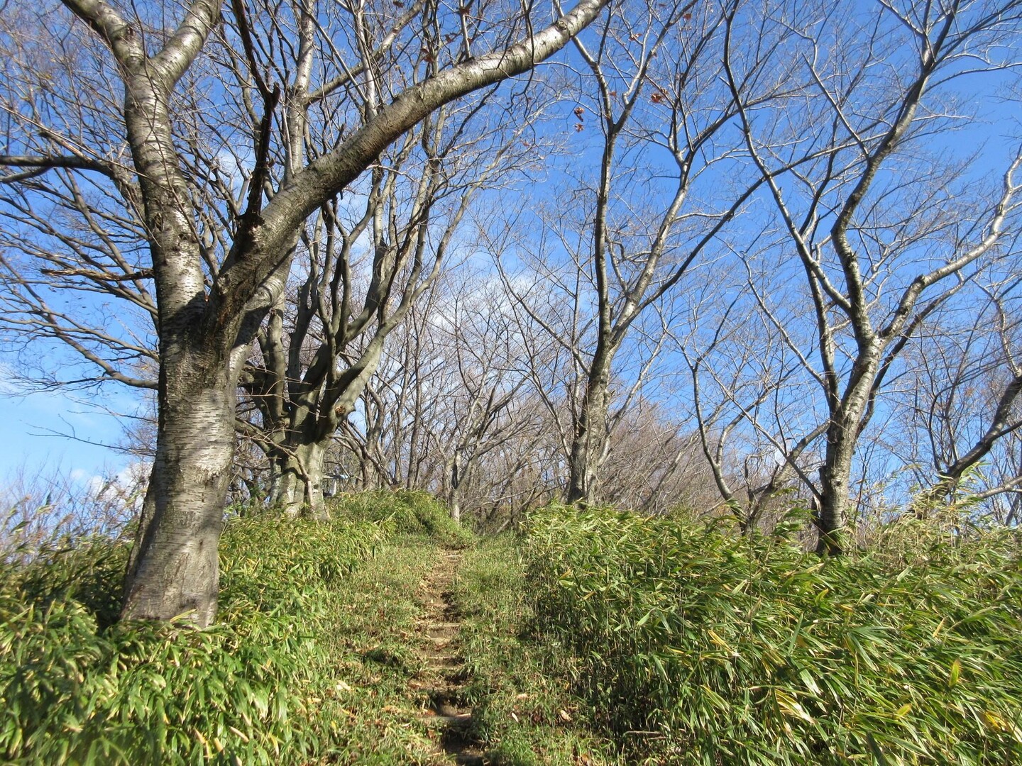 高尾山 / kazzさんの明神山・玉手山の活動日記 | YAMAP / ヤマップ