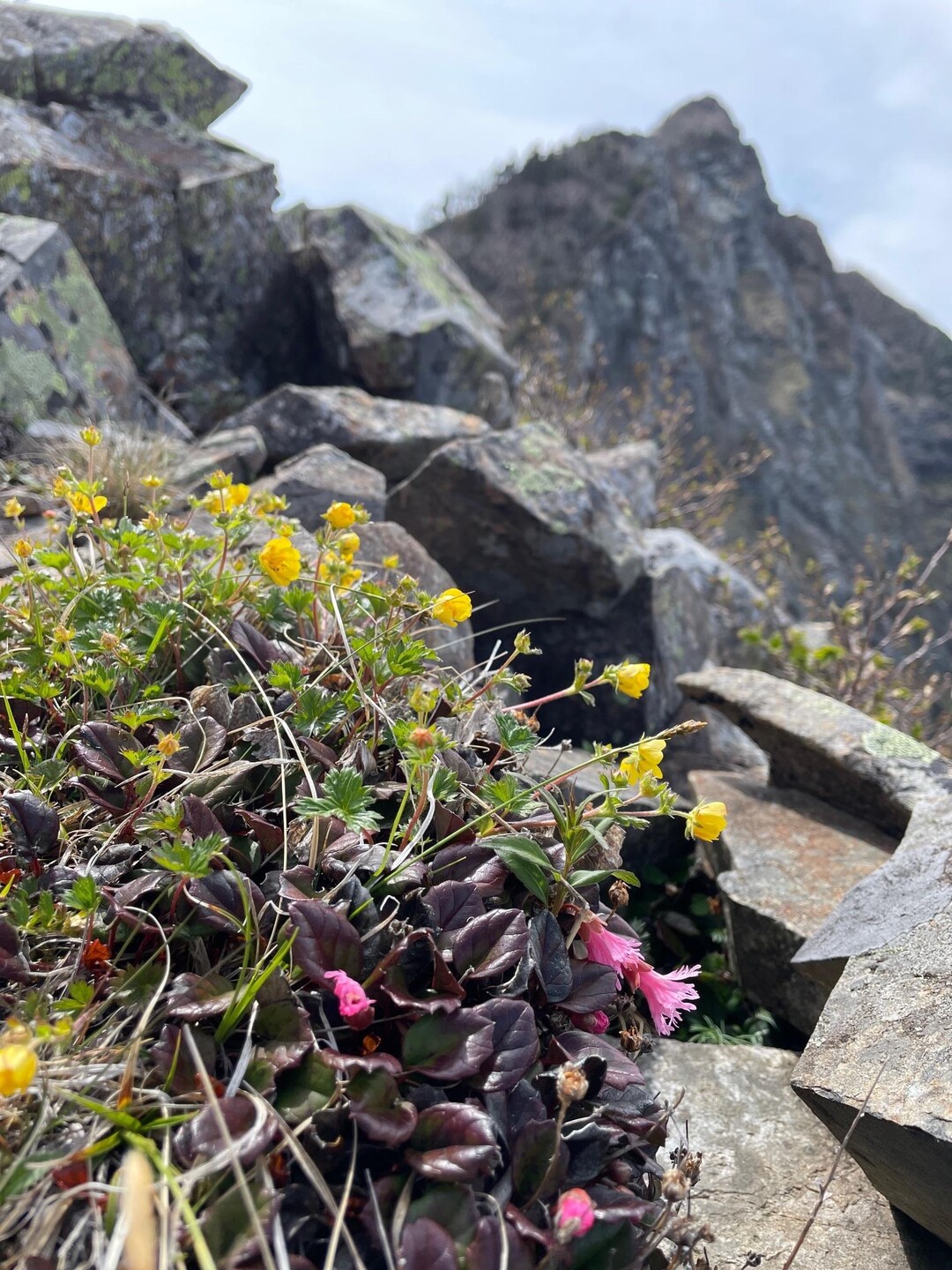 鋸岳 164/200名山 / まいゆーさんの甲斐駒ヶ岳・日向山の活動データ | YAMAP / ヤマップ