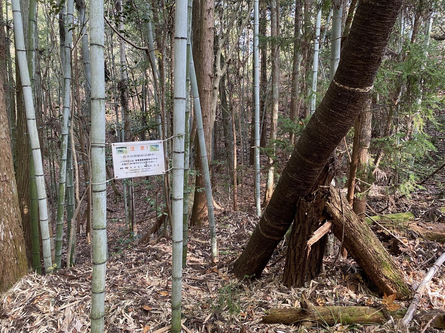 amanomanさんの投稿したフィールドメモ | YAMAP / ヤマップ