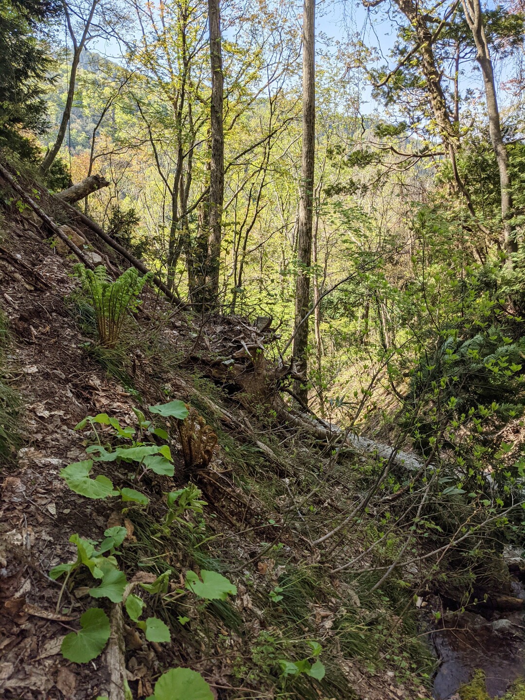 tkhsさんの投稿したフィールドメモ | YAMAP / ヤマップ