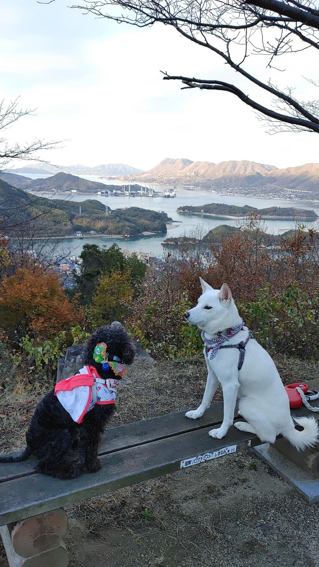 天狗山(浅間山) / GHハコさんの青影山（城山）・奥山（観音山）の活動データ | YAMAP / ヤマップ