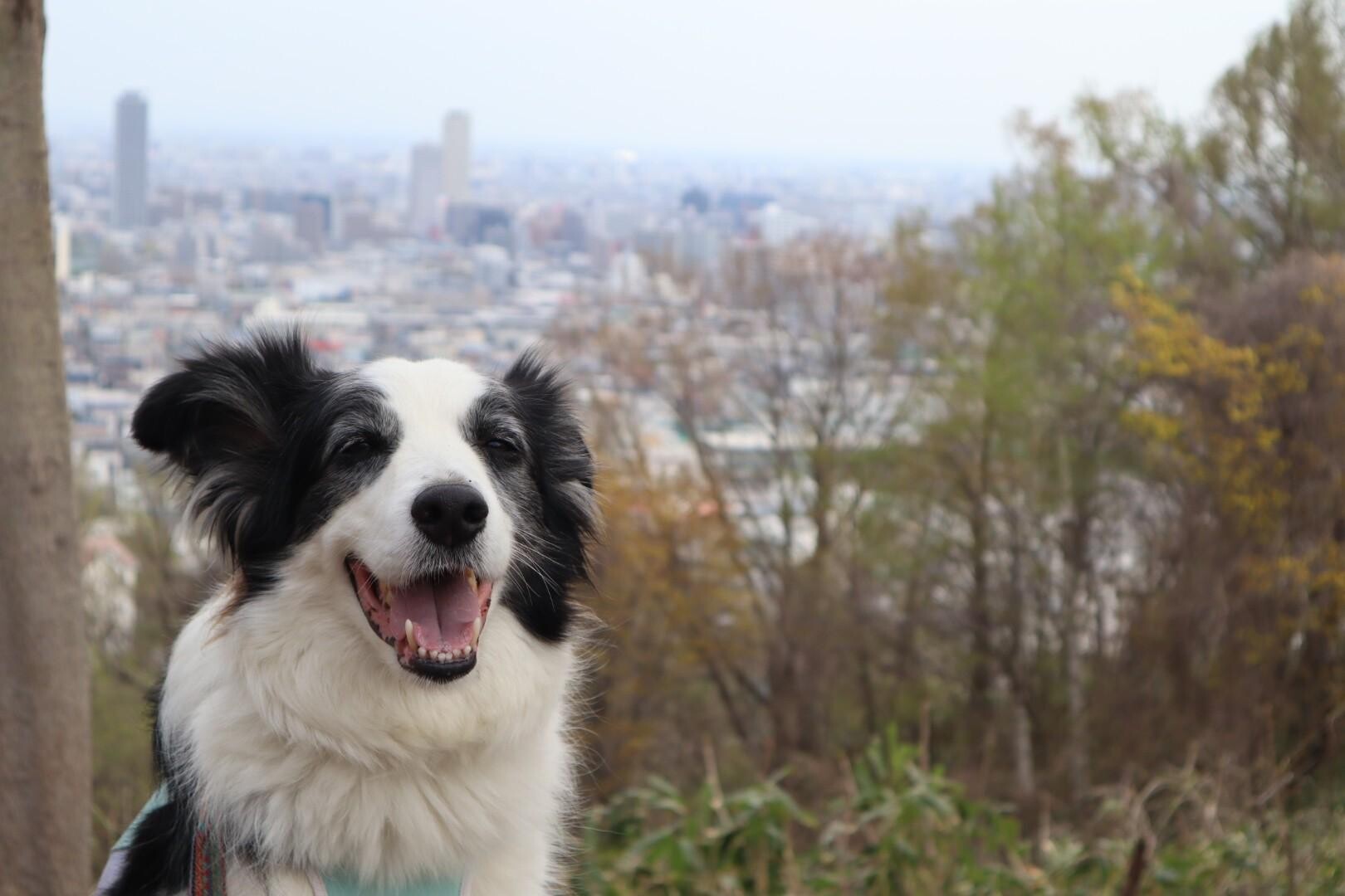 赤坂山・大倉山 / zero_bcさんの三角山・大倉山・円山の活動データ | YAMAP / ヤマップ