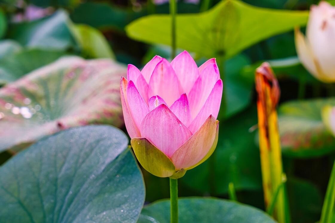 千栗土居公園（佐賀県みやき町）の二千年ハス（R5.6.17）① / としちゃんさんのウォーキングの活動データ | YAMAP / ヤマップ