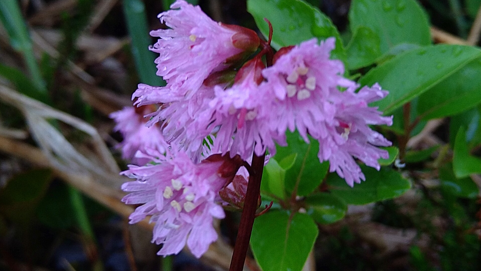 花を求めて / T☆Yamameさんの吾妻山・一切経山の活動データ | YAMAP / ヤマップ