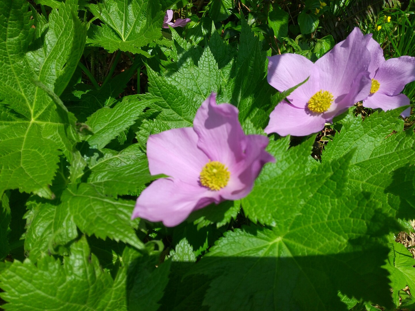 焼石岳・南本内岳・東焼石岳 morning has broken / 焼石岳・兎森山・鷲ヶ森山の写真17枚目 / あおいちゃん💞 | YAMAP / ヤマップ