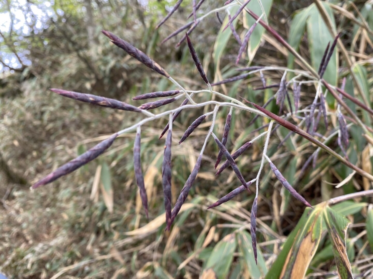 先日、釈迦ヶ岳で笹の花の蕾に出会いました... / rey_seroさんのモーメント | YAMAP / ヤマップ
