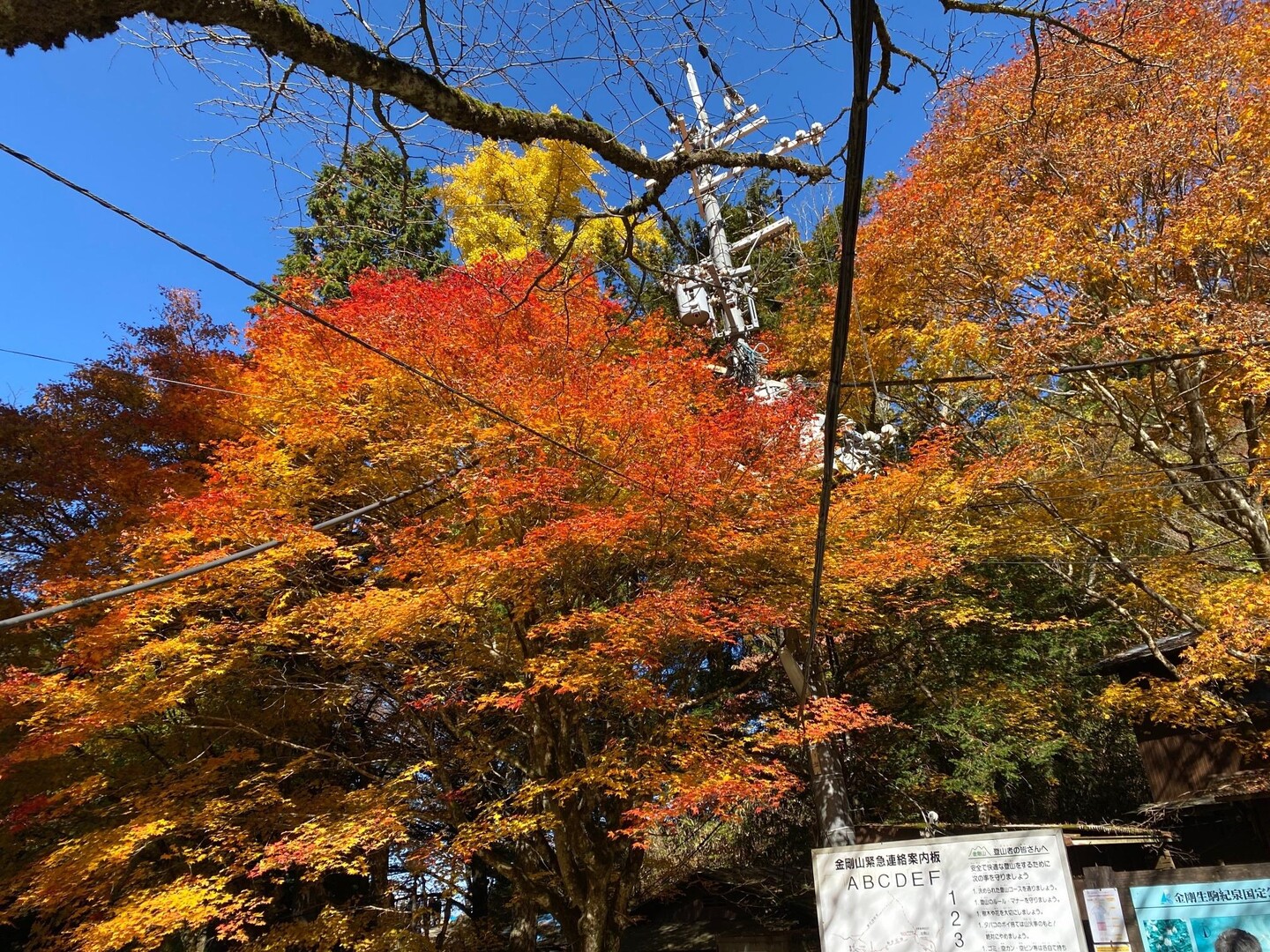 秋めく金剛山 / hidekixさんの金剛山・二上山・大和葛城山の活動データ | YAMAP / ヤマップ