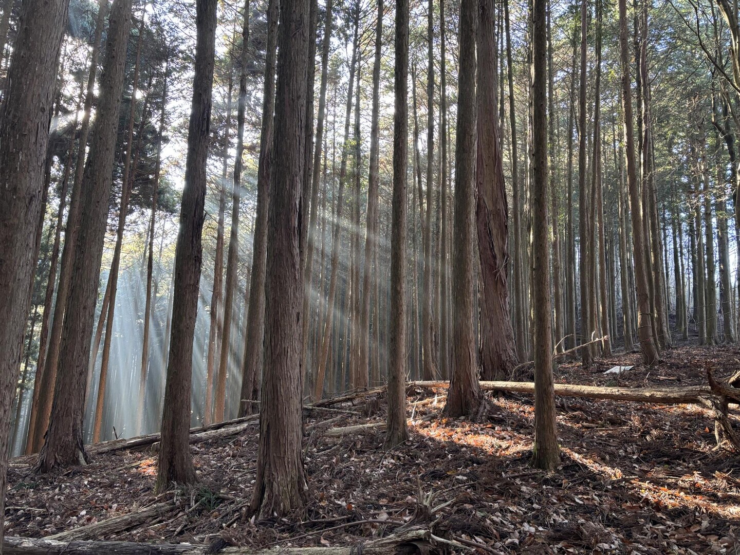 谷倉山・三峰山・剣ヶ峰 / krnさんの谷倉山の活動データ | YAMAP / ヤマップ