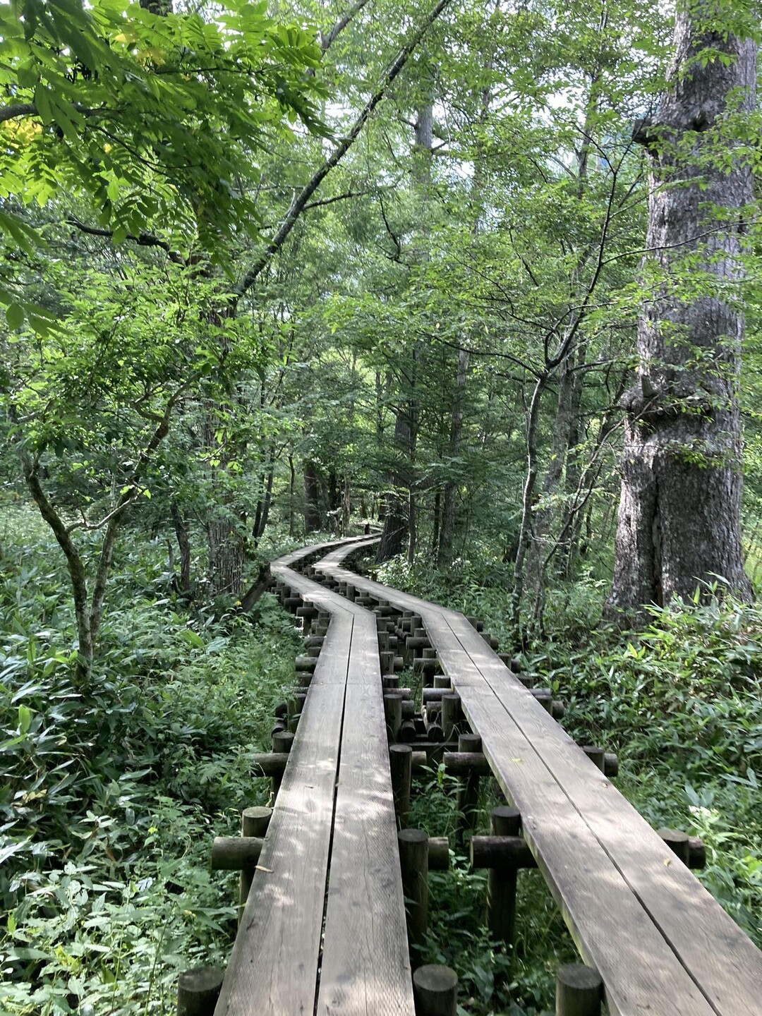 【さんぽ】上高地 / maoさんのウォーキングの活動日記 | YAMAP / ヤマップ