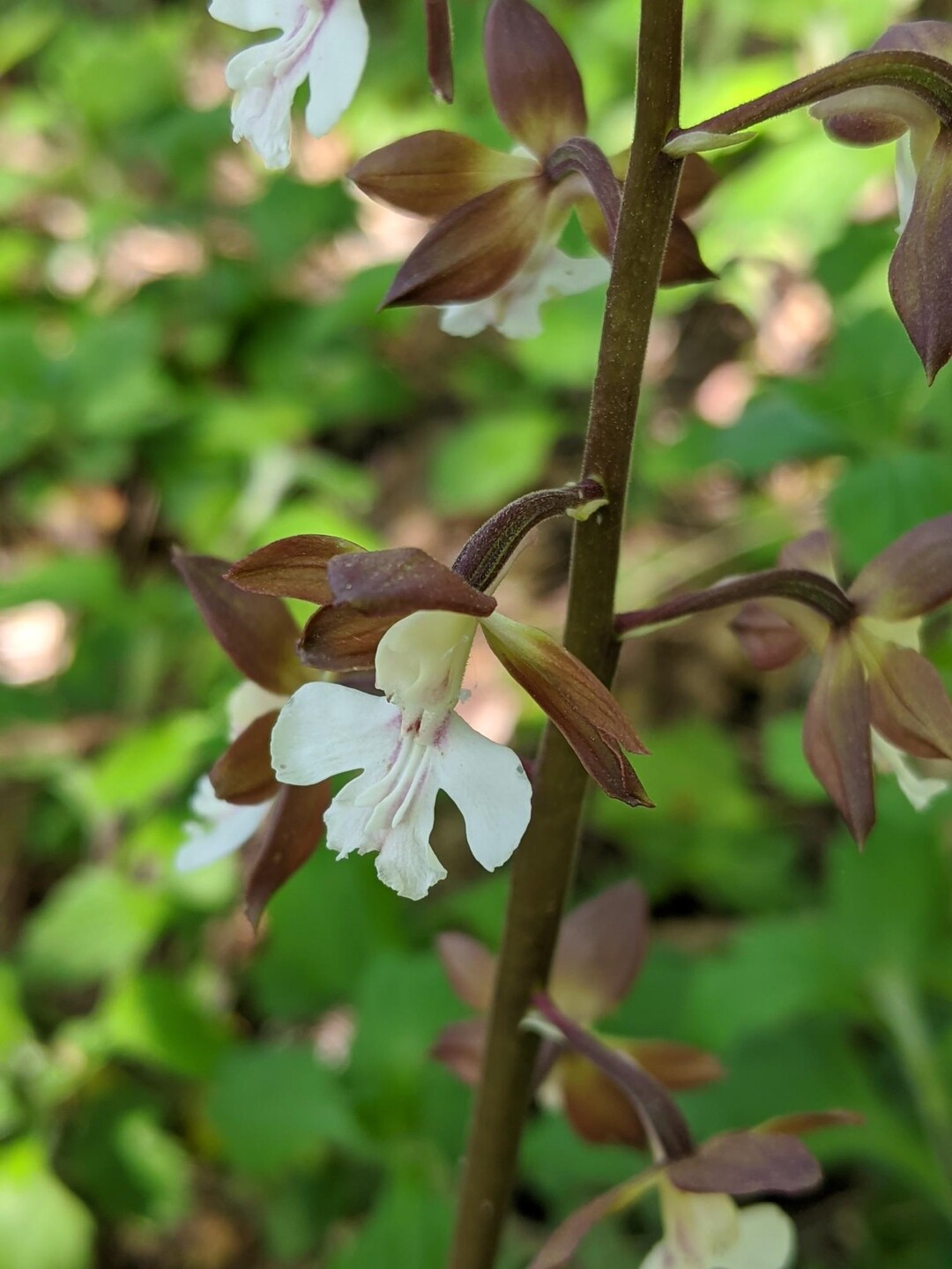 角田山（新潟） エビネ 綺麗に咲いてい... / YOLOさんのモーメント | YAMAP / ヤマップ