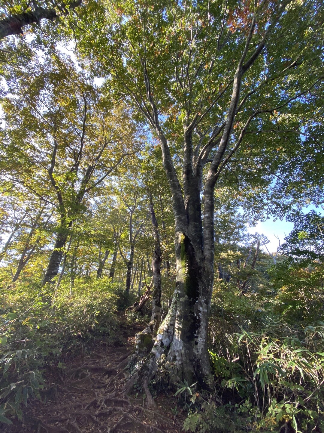 荒島岳 / tomcatさんの荒島岳の活動データ | YAMAP / ヤマップ
