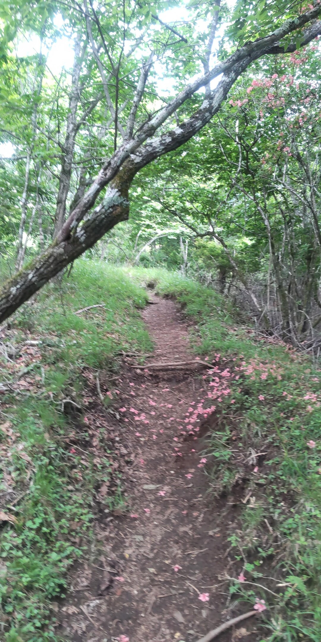 大蔵高丸、奈央子60座 ️-2023-06-21 / Kimiちゃんさんのウォーキングの活動データ | YAMAP / ヤマップ