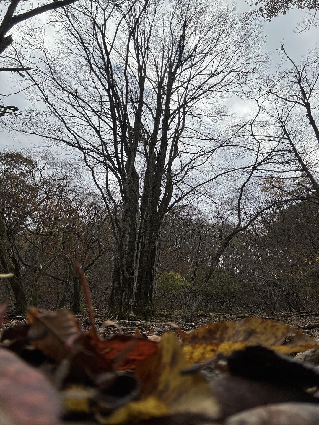 鈴鹿の上高地へ / mizu*kaさんの釈迦ヶ岳の活動日記 | YAMAP / ヤマップ