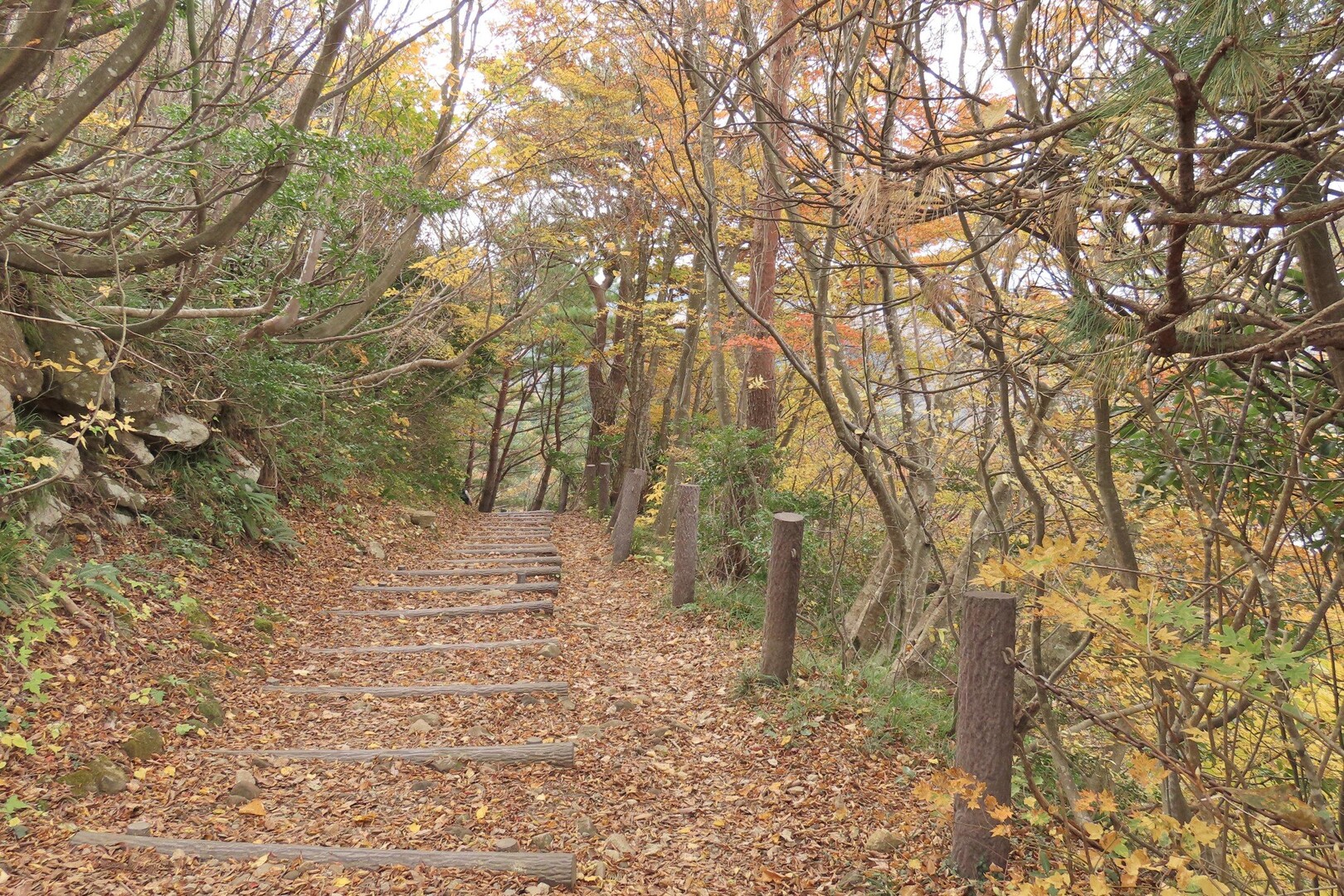 尖山-2024-11-17本道r-変則路 / Tona.Yamahasi.E.Sanpoさんの尖山の活動データ | YAMAP / ヤマップ