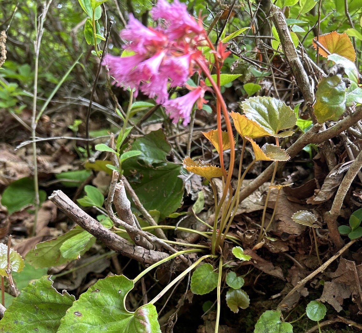 高社山（高井富士） / tentenさんの高社山（高井富士）の活動データ | YAMAP / ヤマップ