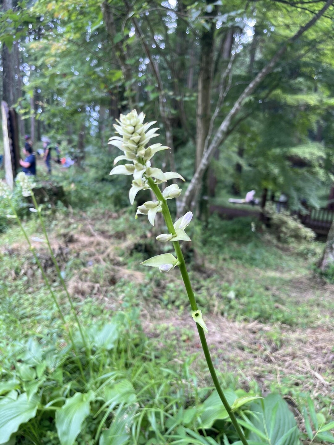 城山（小仏城山）・高尾山 / Lee Vickyさんの高尾山・陣馬山・景信山の活動データ | YAMAP / ヤマップ
