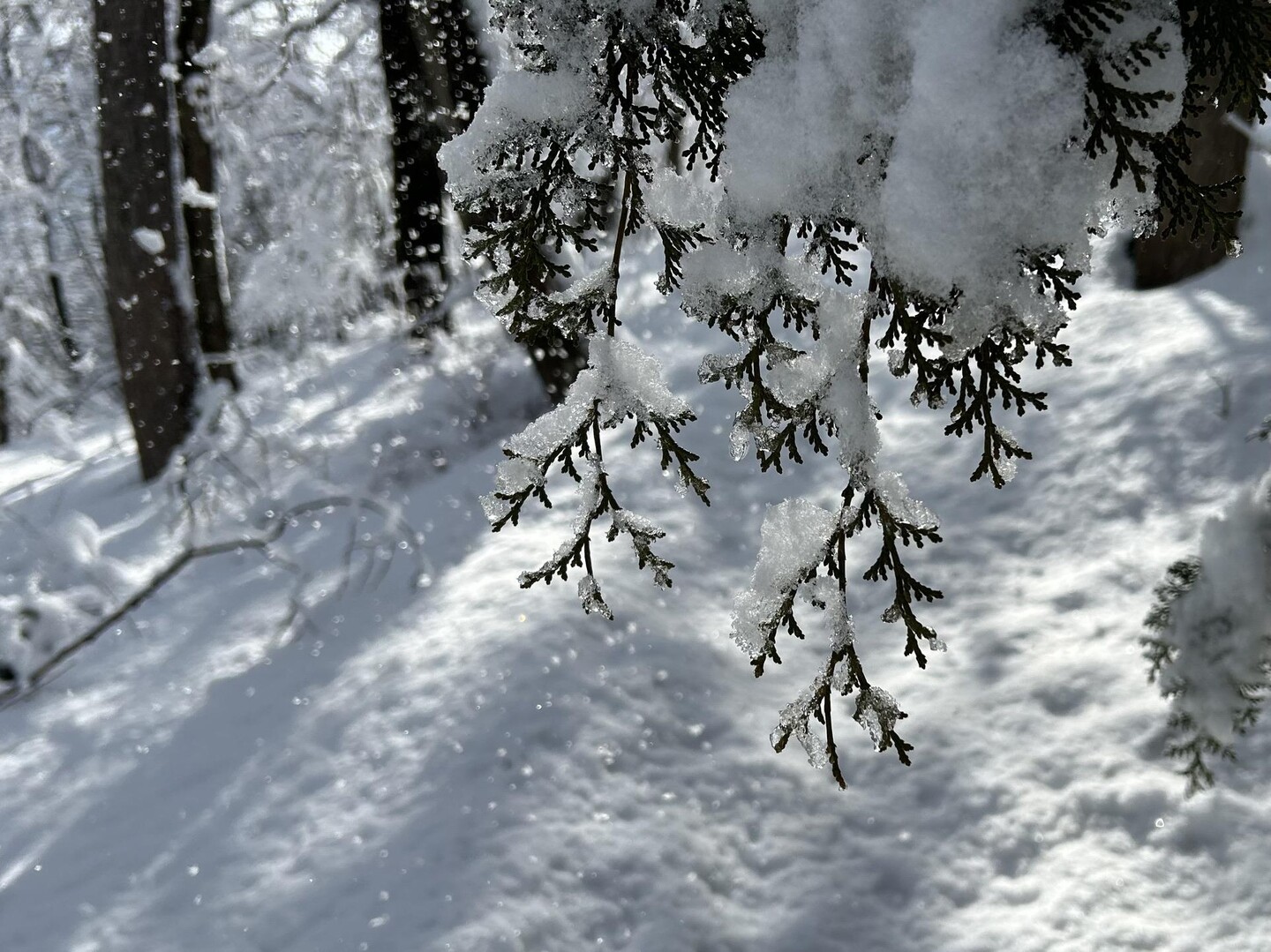 今朝の裏山ランニング。想定外の降雪と青空... / COOBA / こーばさんのモーメント | YAMAP / ヤマップ