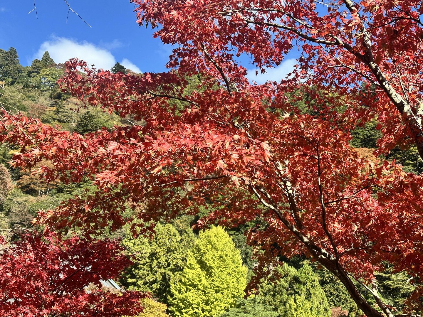 大山寺まで🍁 / cha_chan109さんの大山の活動データ | YAMAP / ヤマップ