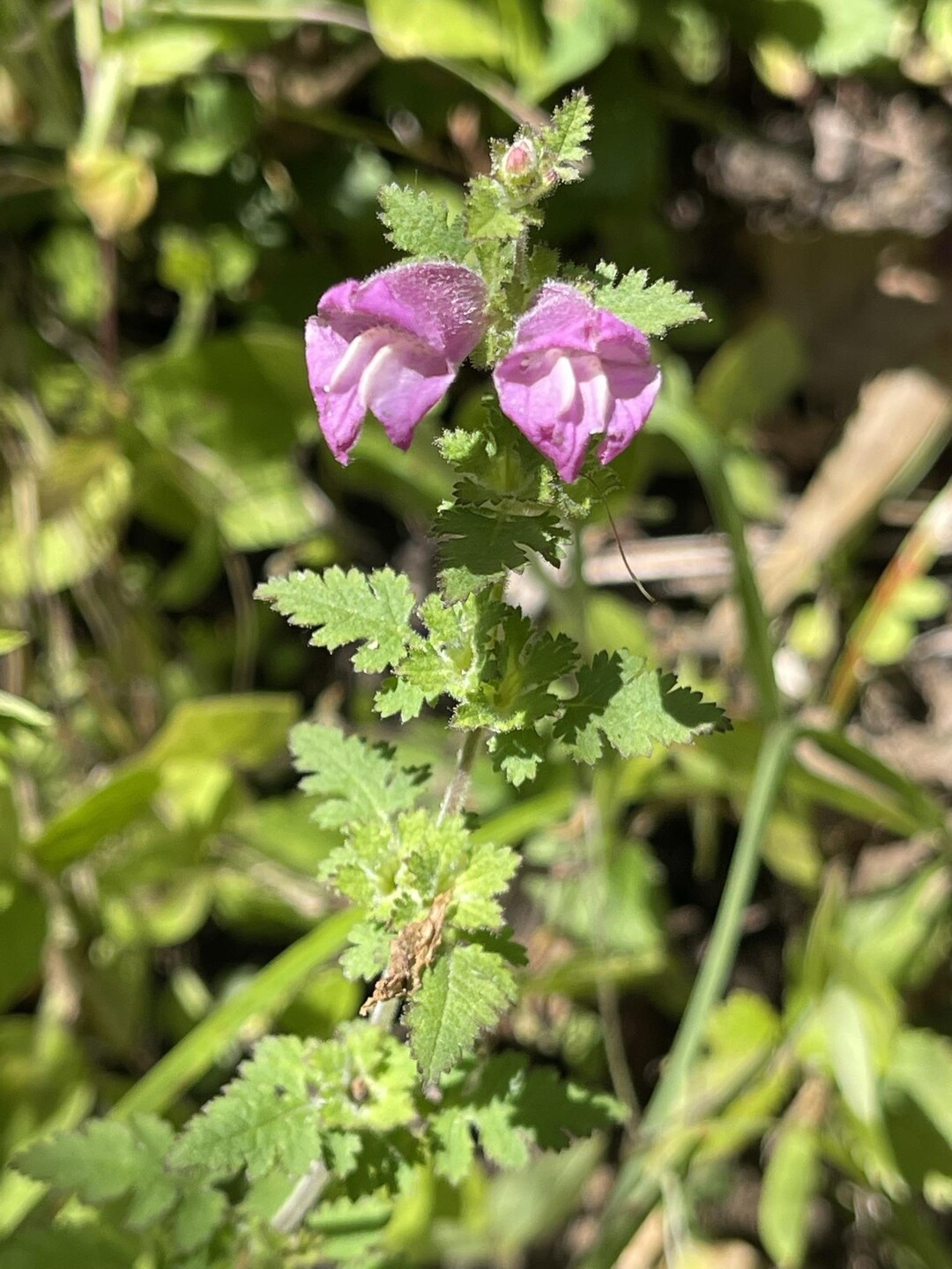 高座山他 2022-10-02 / Atto-Rieさんの御正体山・杓子山・石割山の活動データ | YAMAP / ヤマップ