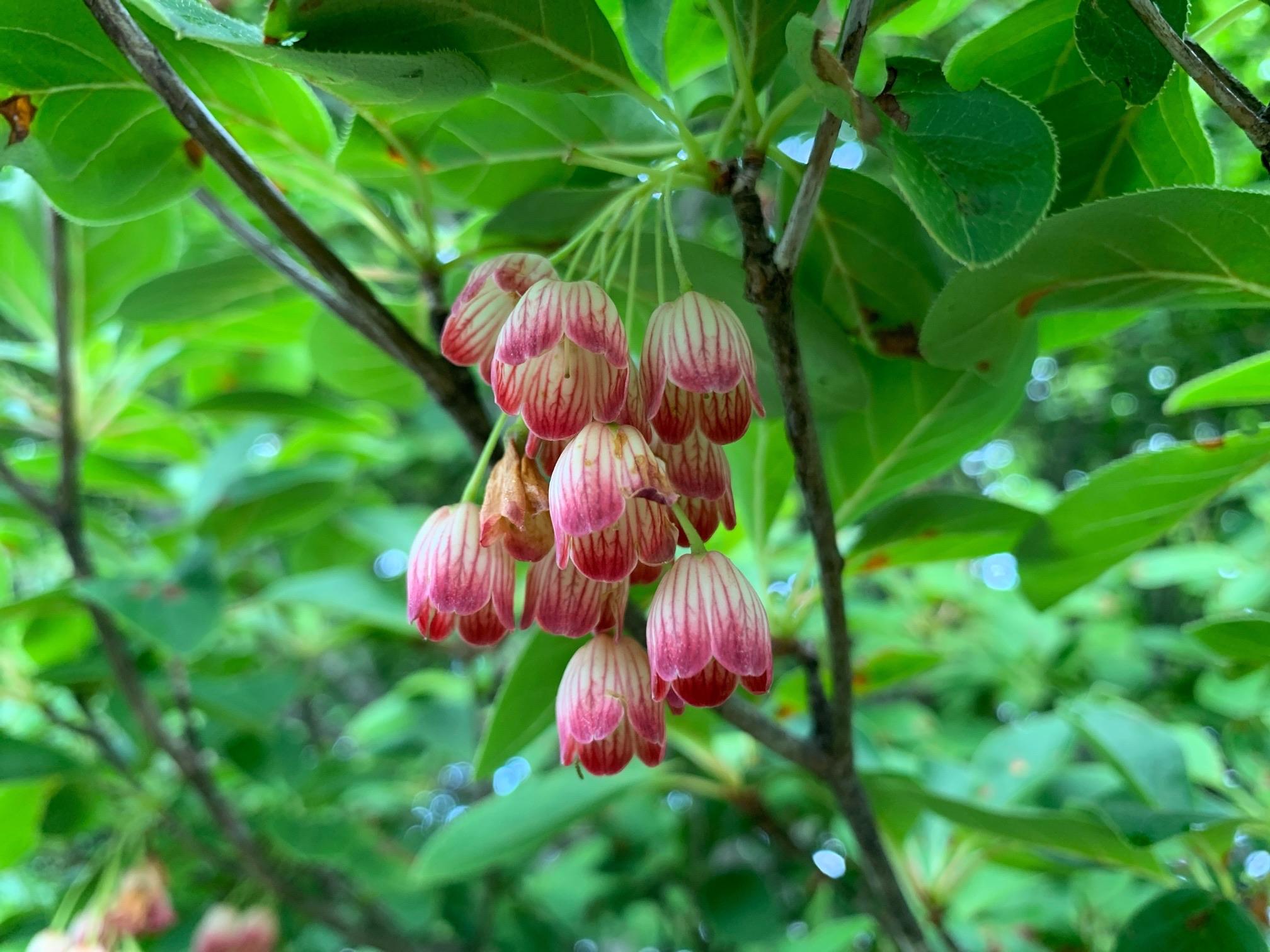 ガス後晴れの泉山 / kaz-heroさんの泉山・井水山・黒沢山の活動データ | YAMAP / ヤマップ