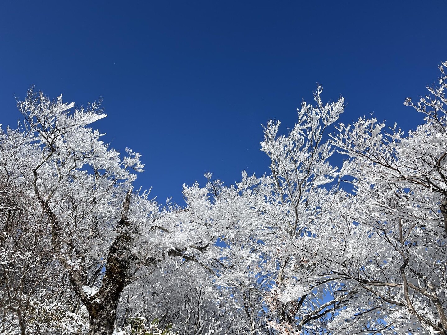 白桜🌸お花見 / MK2さんの笹ヶ峰・寒風山・平家平の活動データ | YAMAP / ヤマップ