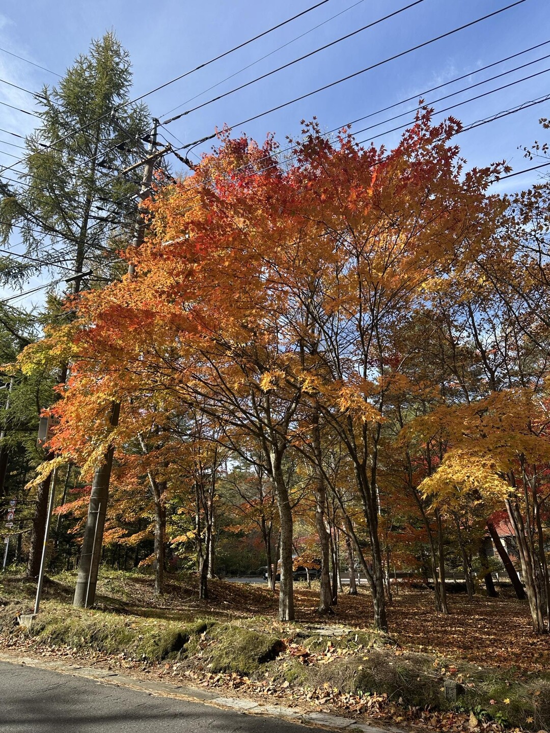 天丸山 紅葉 / qkaruさんの鼻曲山・氷妻山・留夫山の活動データ | YAMAP / ヤマップ