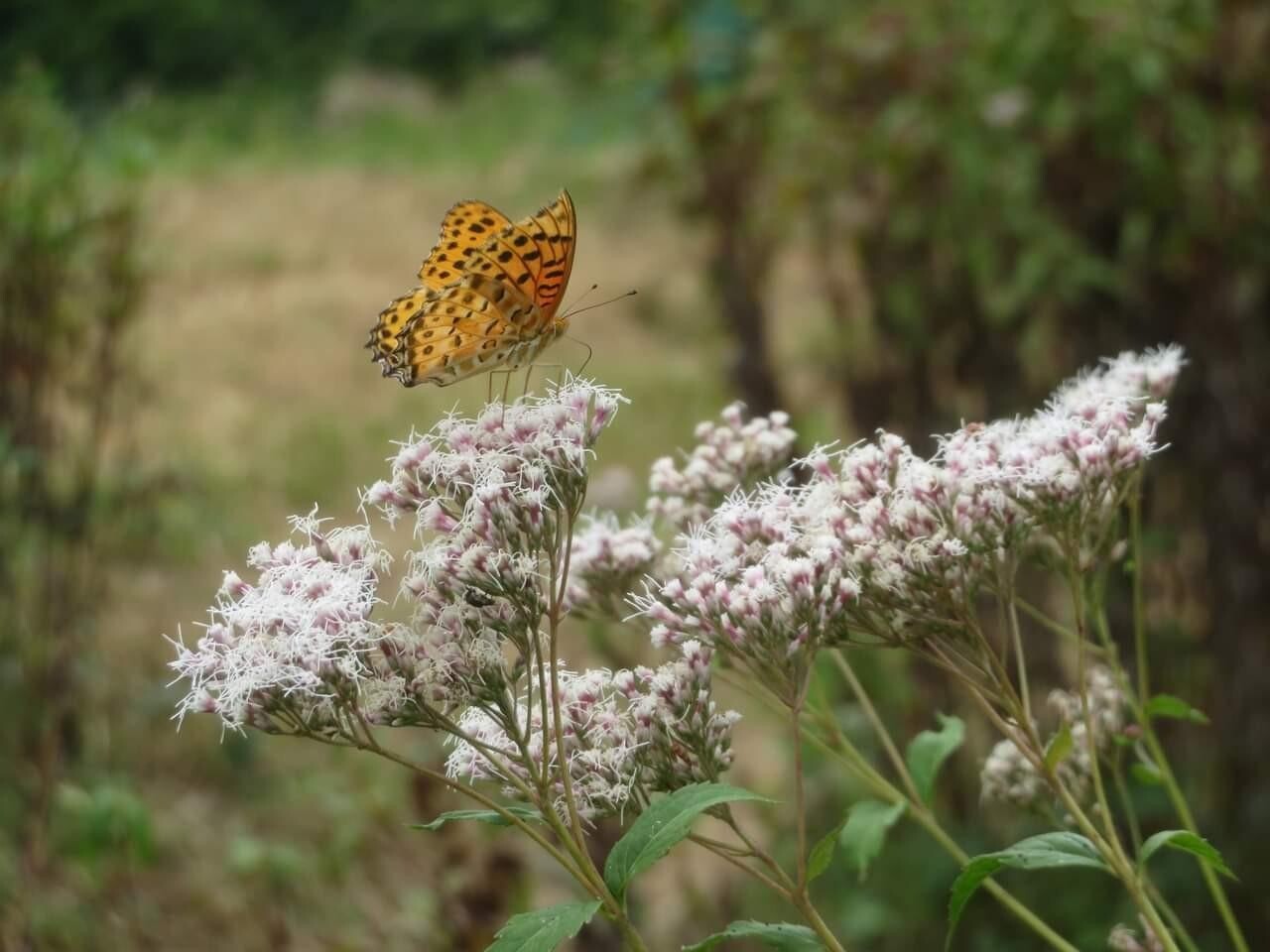 🎵 藤袴ヒョウモン蝶の舞踏会 悟空24... / kyoyamaさんのモーメント | YAMAP / ヤマップ