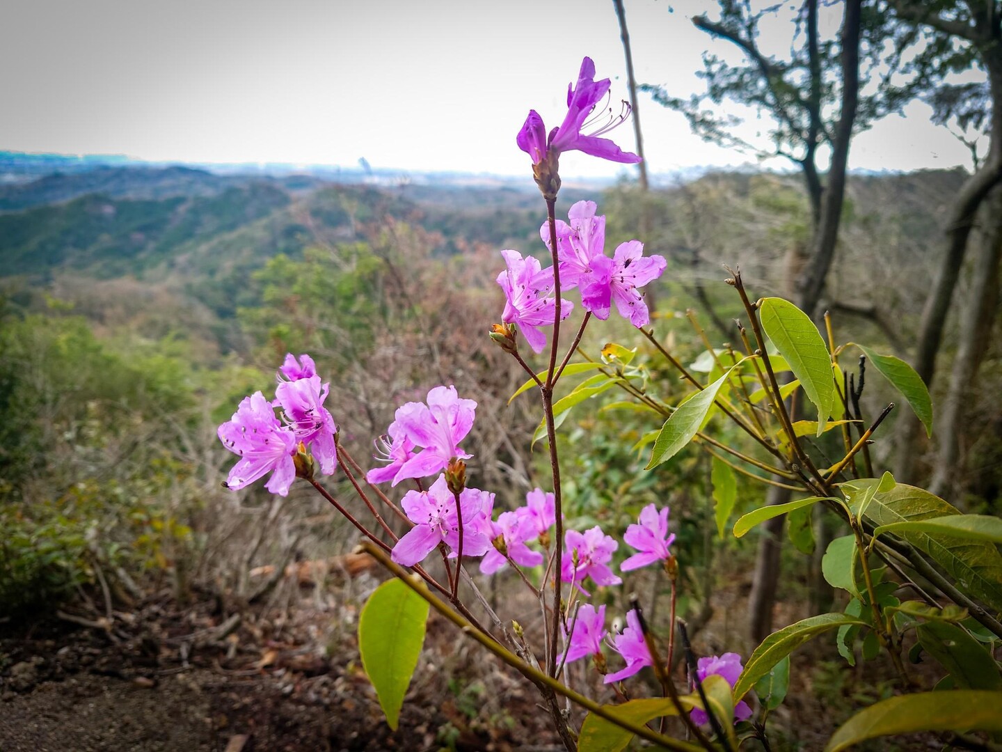 城ヶ峰・猿投山 / talviさんの猿投山・物見山の活動データ | YAMAP / ヤマップ