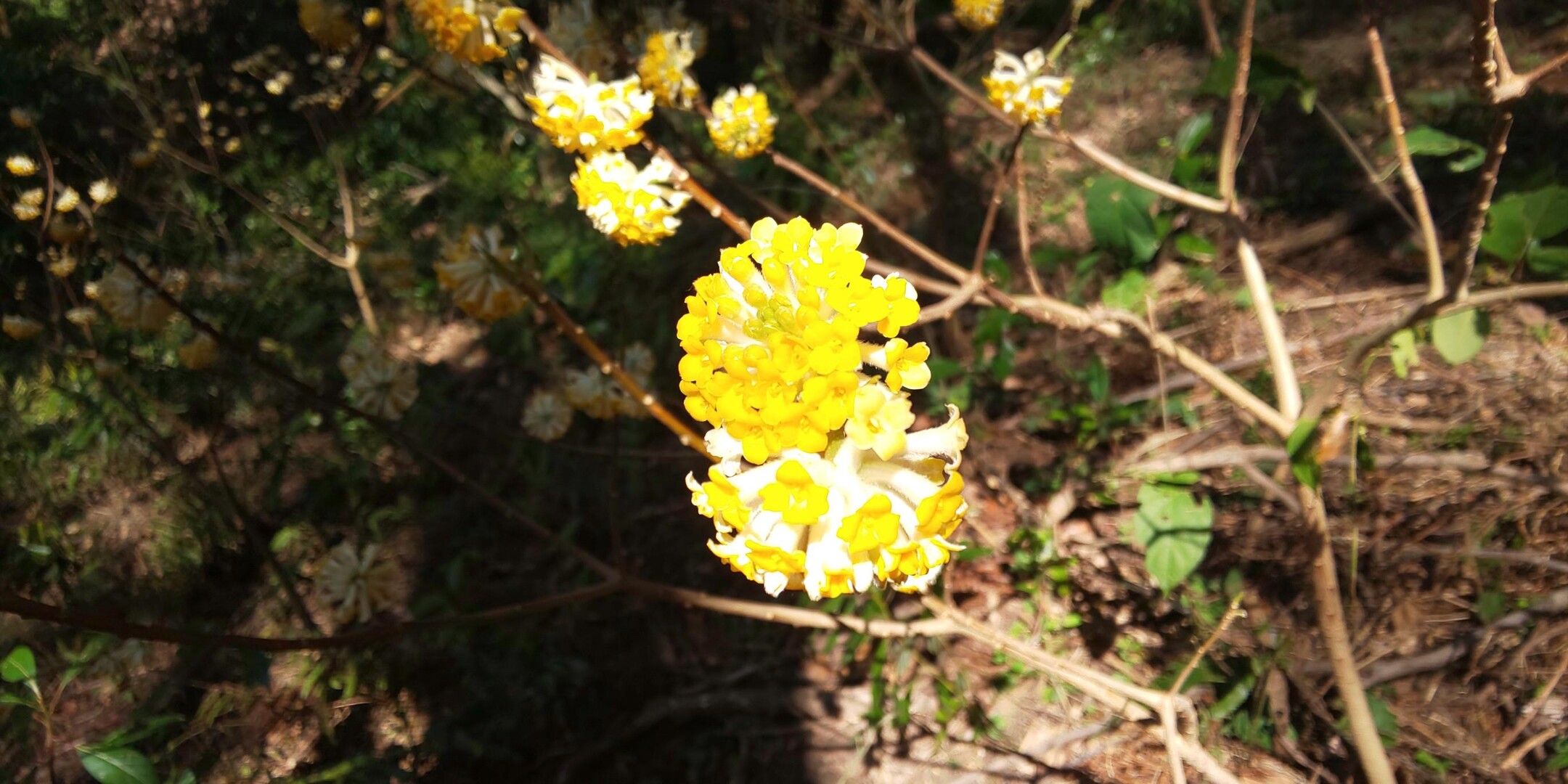 六ヶ岳 初心者登山会 / k339さんの六ヶ岳の活動日記 | YAMAP / ヤマップ