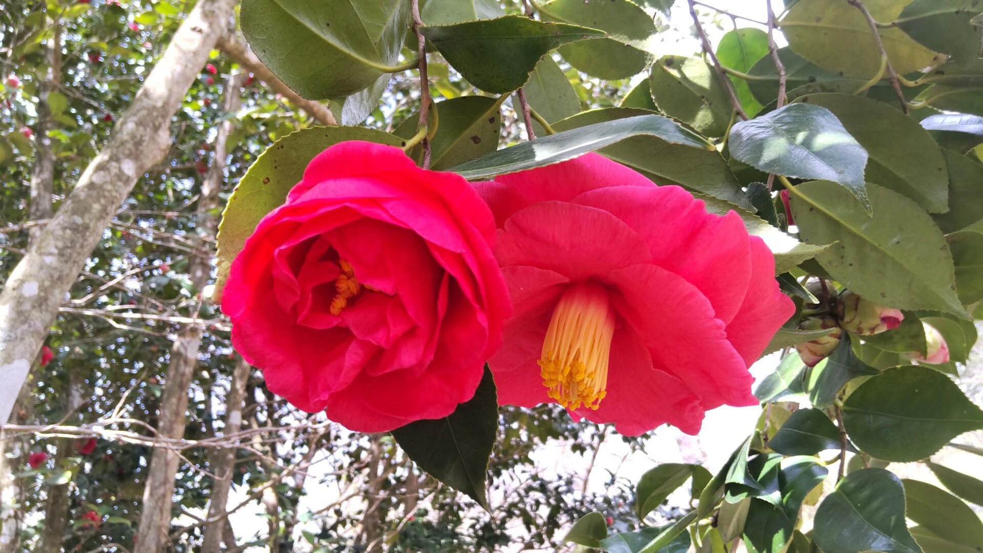 春の花を探しに、グリーンピア岩沼① / @yoshiki🤗さんの蔵王山・雁戸山・不忘山の活動データ | YAMAP / ヤマップ