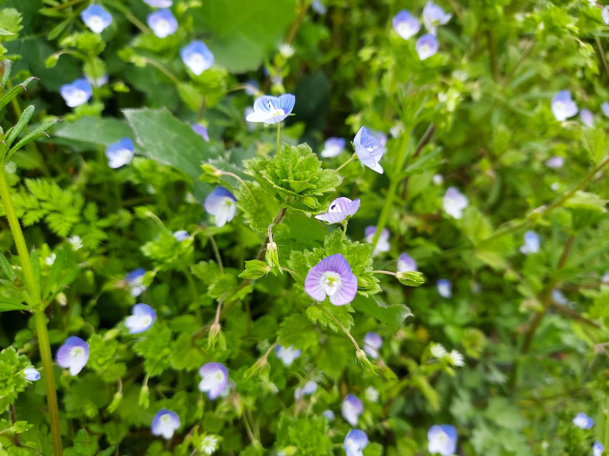 神於山💠 / ree-koさんの槇尾山（槙尾山）・和泉葛城山・神於山の活動データ | YAMAP / ヤマップ