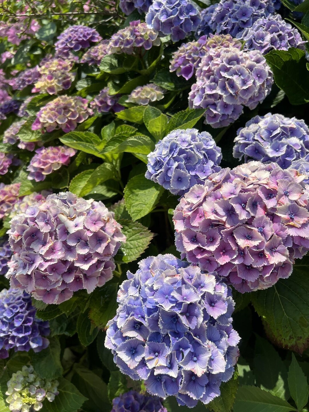 雨上がりの潮明寺の紫陽花を見に行ってきま... / ariさんのモーメント | YAMAP / ヤマップ