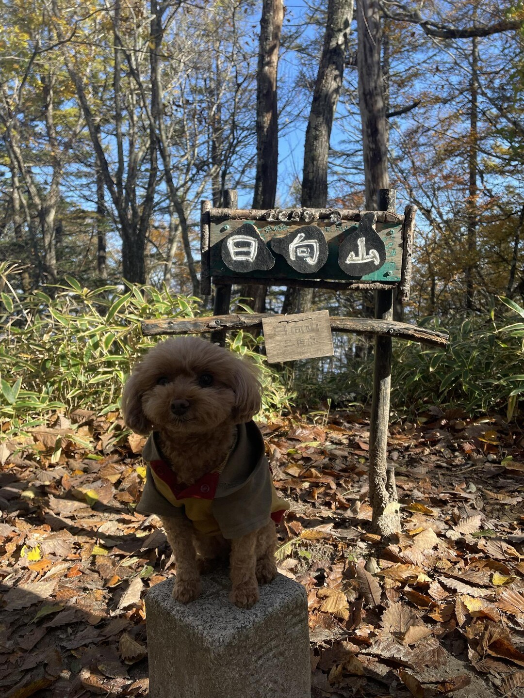 日向山・駒岩・鞍掛山 / mocoさんの雨乞岳の活動データ | YAMAP / ヤマップ
