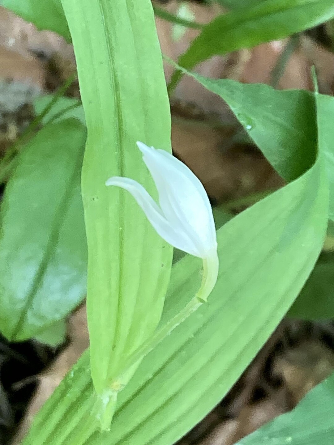 石坂の森、鵠沼蘭(クゲヌマラン)咲いてま... / hidetomさんのモーメント | YAMAP / ヤマップ