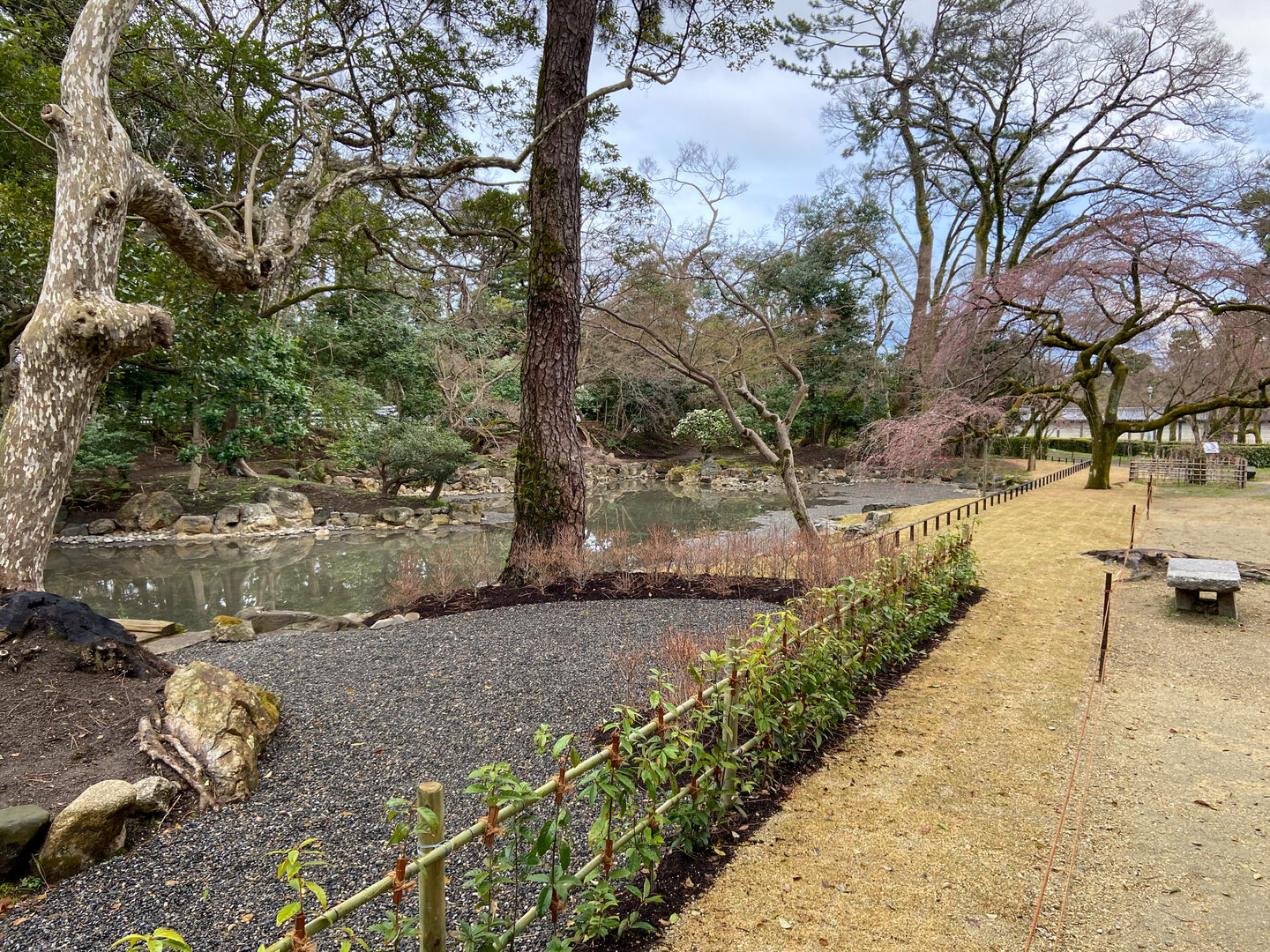 京都御所ランニング：近衛桜咲き始め・梅林・拾翠亭 / deepさんの京都市の活動データ | YAMAP / ヤマップ