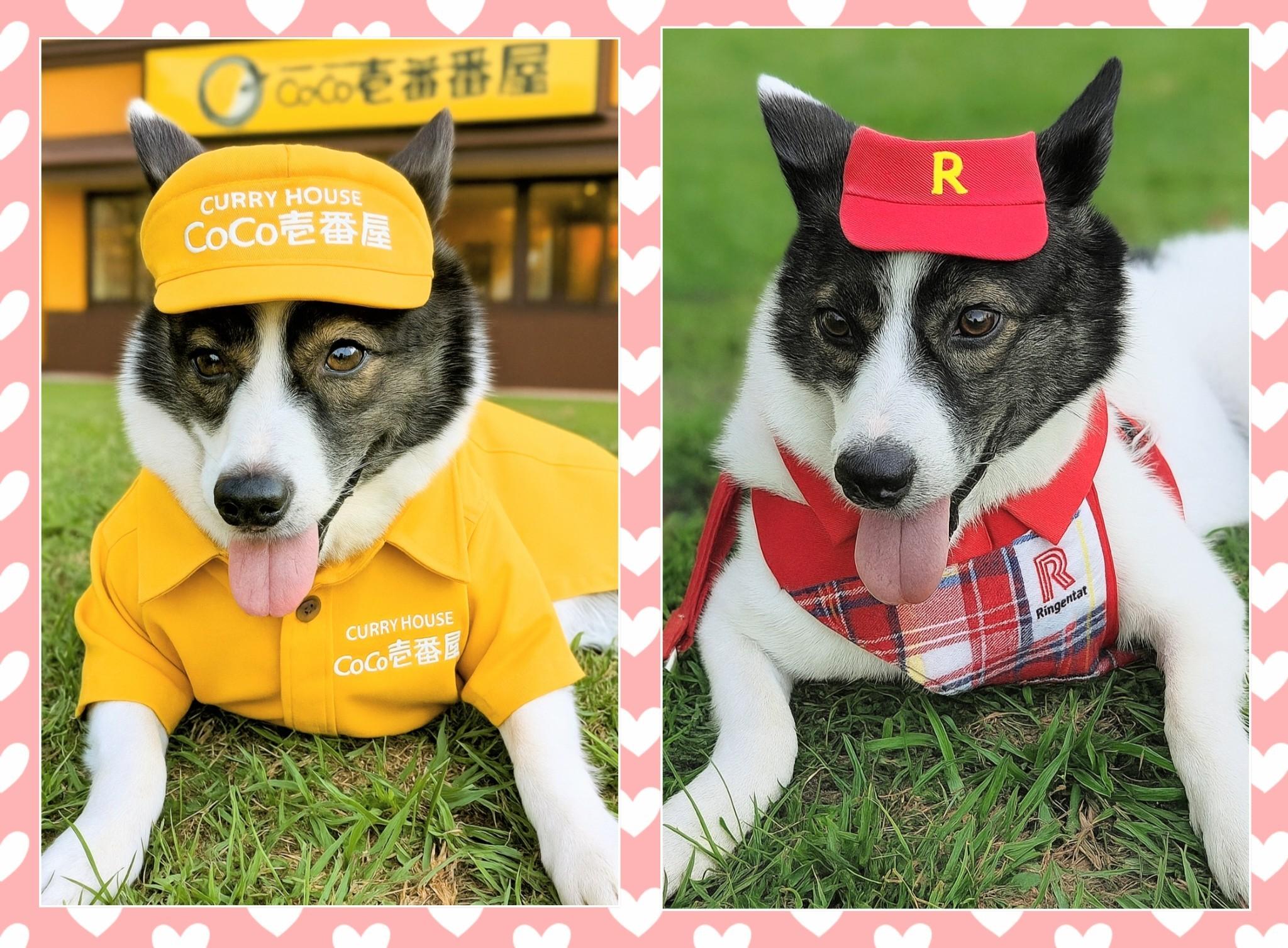 Coco壱🍛 リンガー🍜 どっちでバ... / もみじ🐺 & パパ😎さんのモーメント | YAMAP / ヤマップ