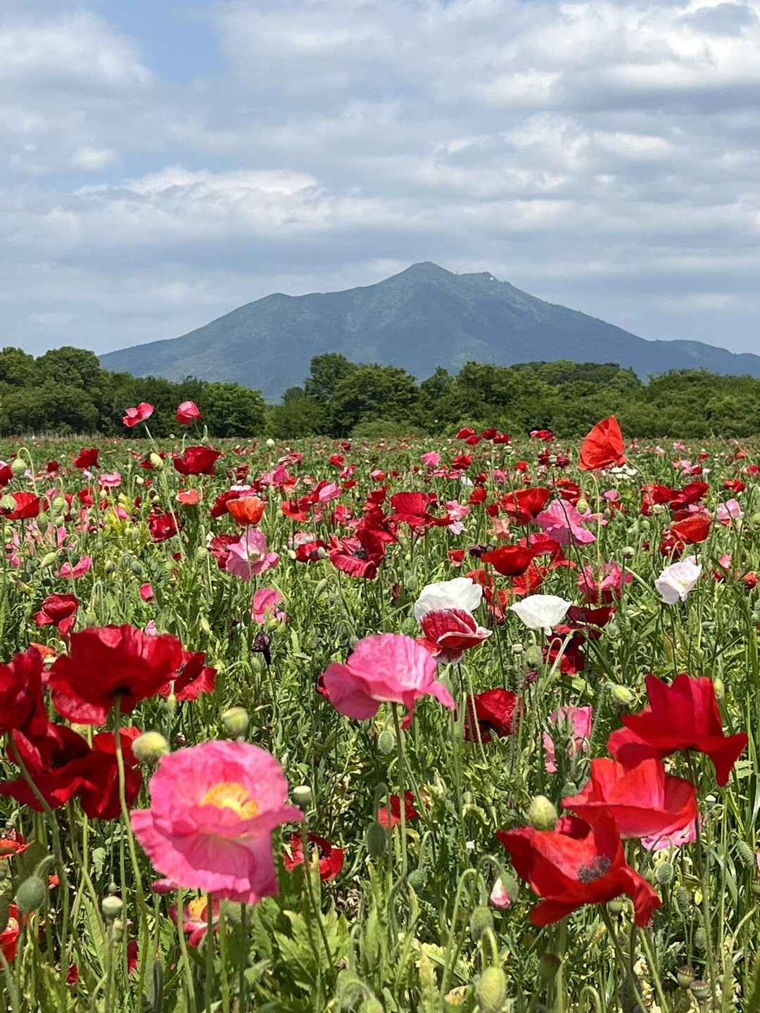 小貝川ふれあい公園散歩-2023-05-12 / samさんの筑波山の活動データ | YAMAP / ヤマップ