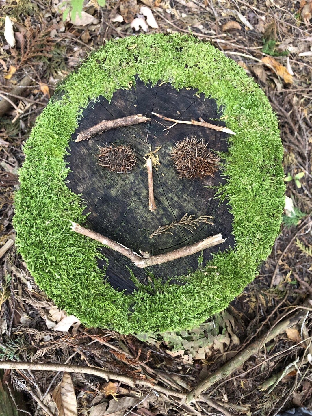 今日は晴れのはずなのに😱 東山(宍粟市) / ターさんの東山の活動データ | YAMAP / ヤマップ