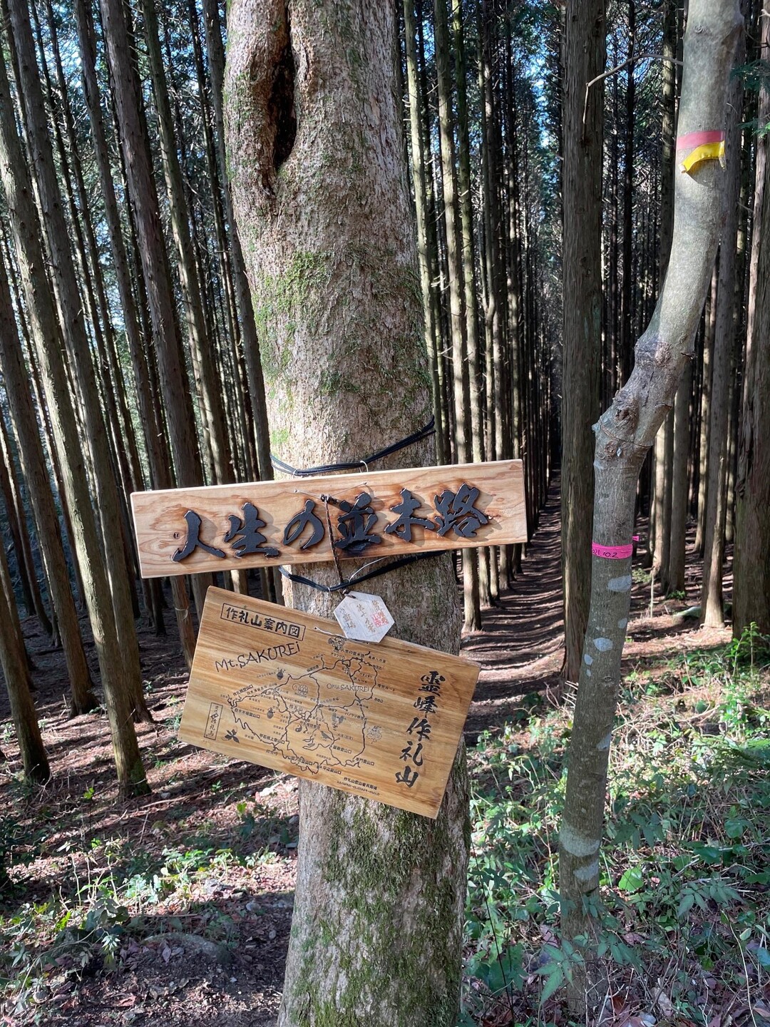 897ピーク・作礼山・作礼山東峰（権現山） / BP5さんの作礼山の活動データ | YAMAP / ヤマップ