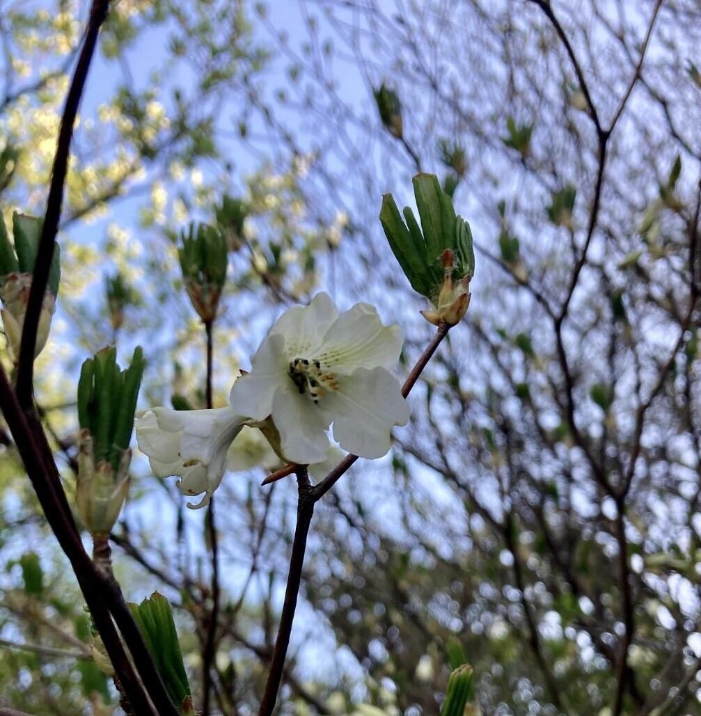 🌱風の谷のコシアブラ🌱 観察日記2024NO1 / 登 人 《 ITC-ONE 》さんの竜ヶ岳の活動データ | YAMAP / ヤマップ