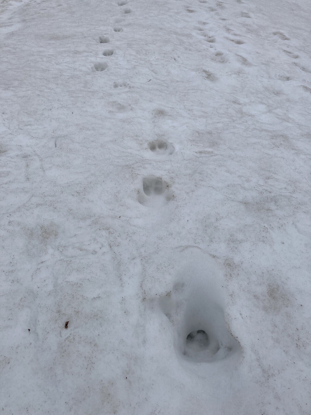 ISAさんの投稿したフィールドメモ | YAMAP / ヤマップ