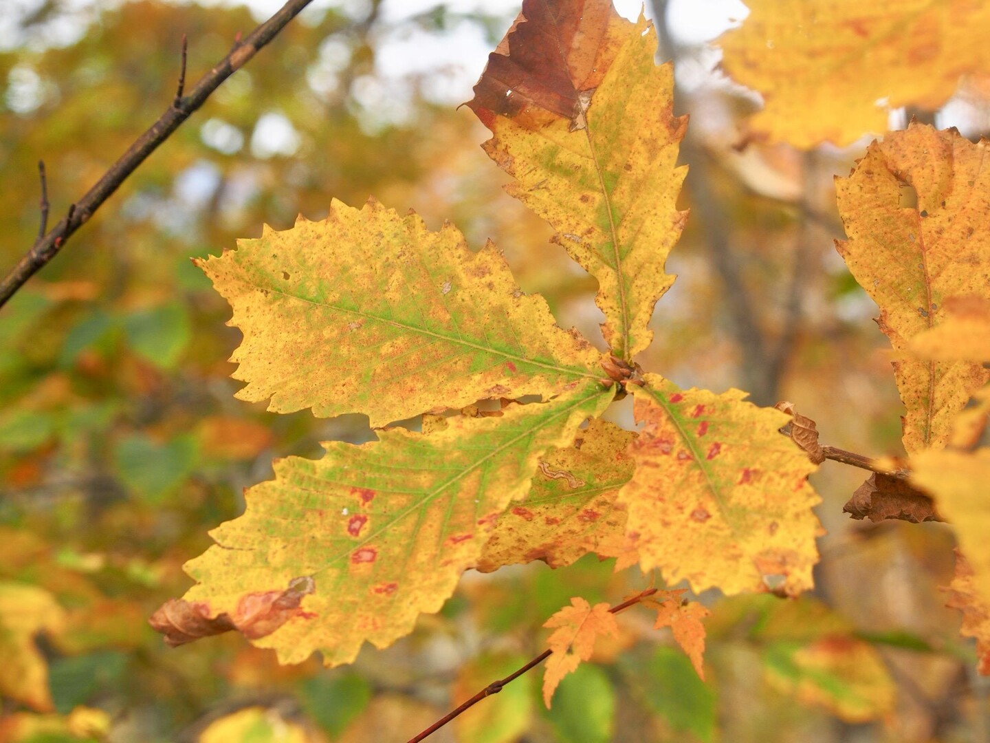 水後山・鎌ヶ峰・大日ヶ岳 / shouichiさんの大日ヶ岳・毘沙門岳の活動日記 | YAMAP / ヤマップ