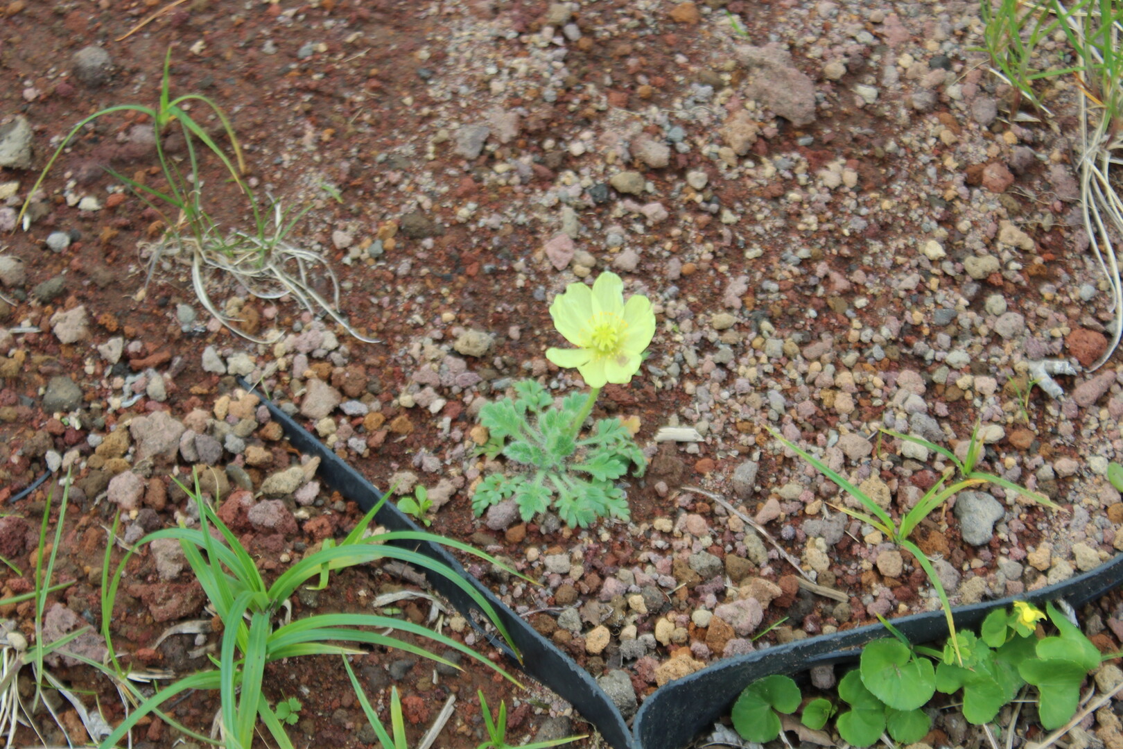 リシリヒナゲシ。利尻山登山中に一株しか見... / MASA-Kさんのモーメント | YAMAP / ヤマップ