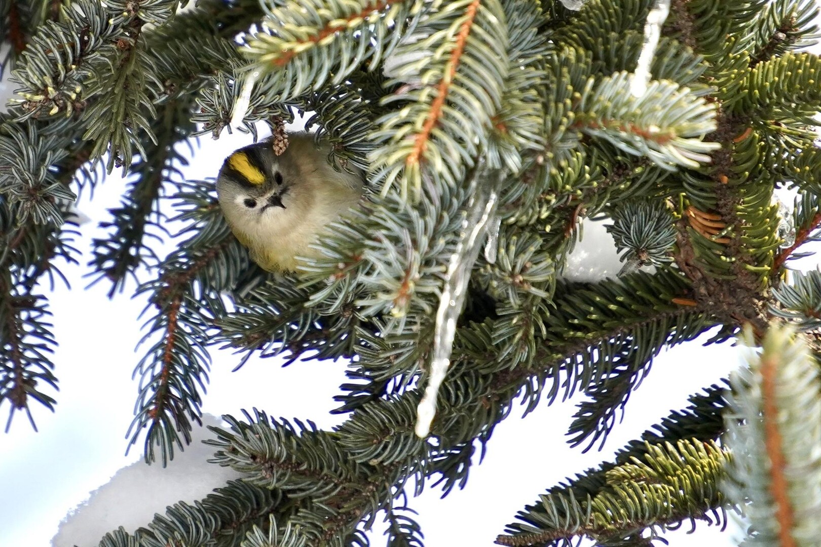 2月6日(火) 久しぶりのキクイタダキ ... / yosi＆ryoさんのモーメント | YAMAP / ヤマップ