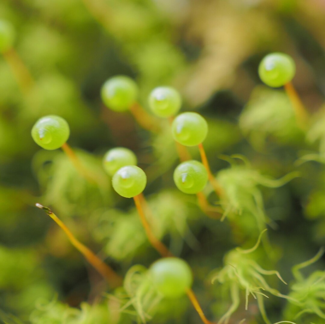 やっと会えたタマゴケ様 / Hikoさんの根本山・熊鷹山・氷室山の活動データ | YAMAP / ヤマップ